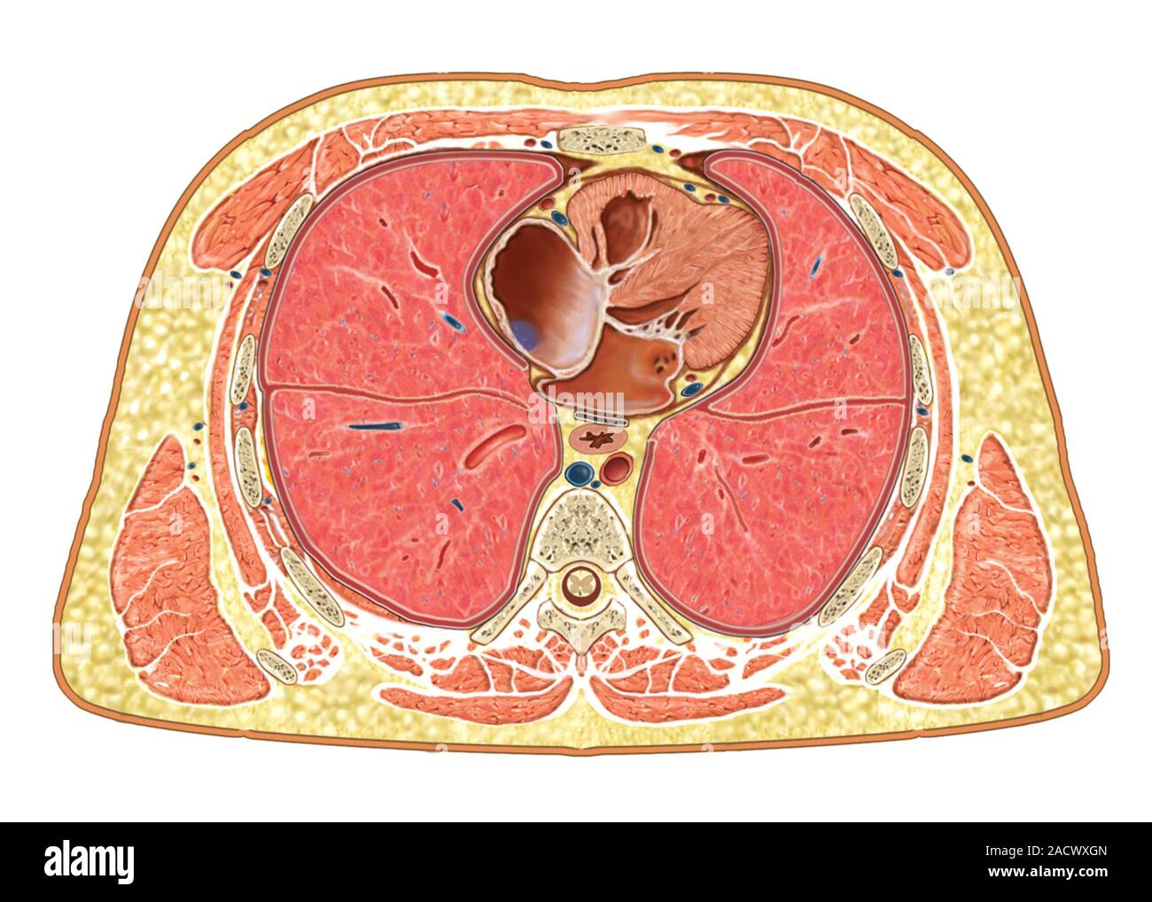 Illustration de la section transversale du corps humain à infrapectoral ...