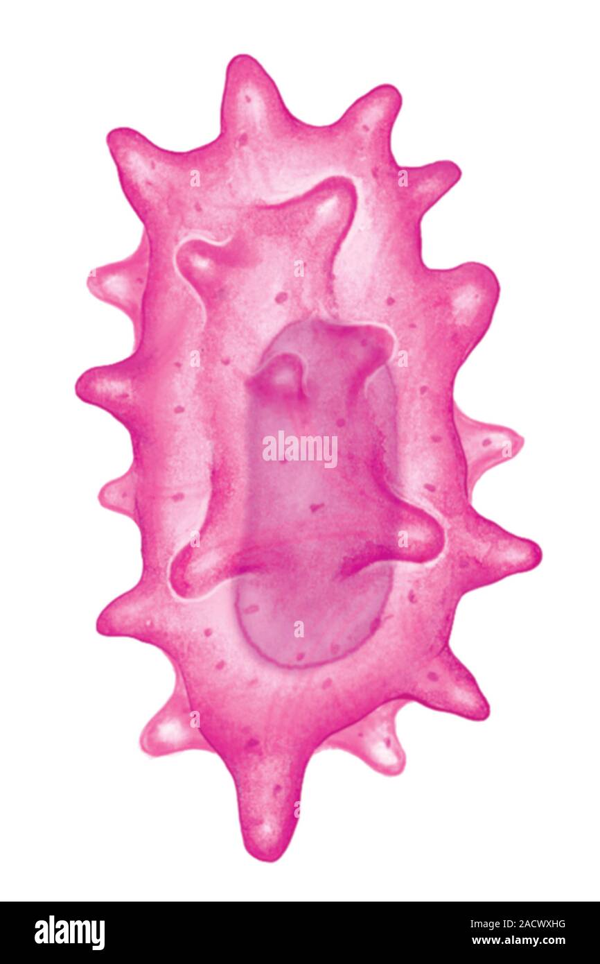 Illustration de la cellule des kératinocytes de l'épiderme. Cette ...
