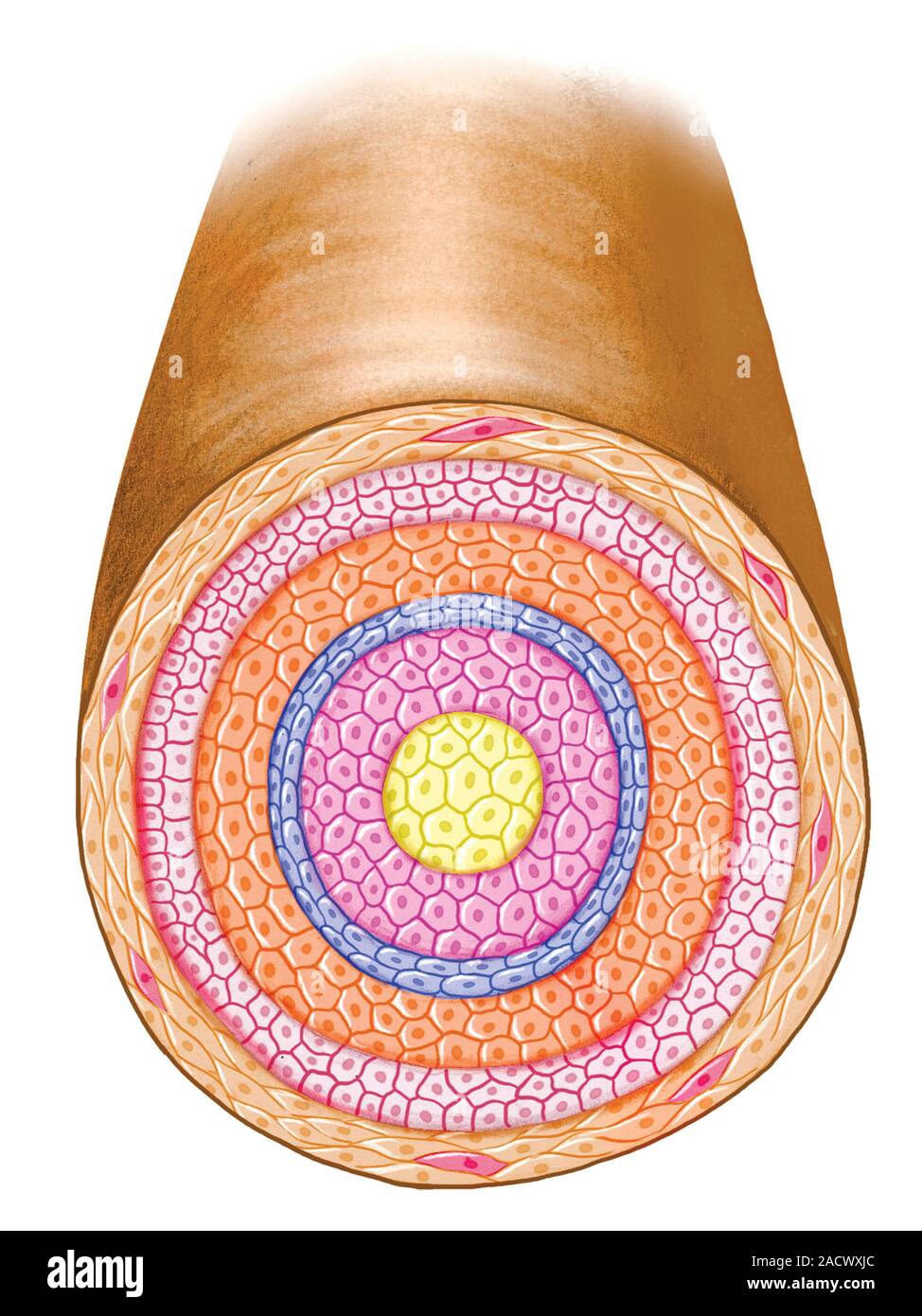 Illustration de la follicule de cheveux cette illustration de l'article ...