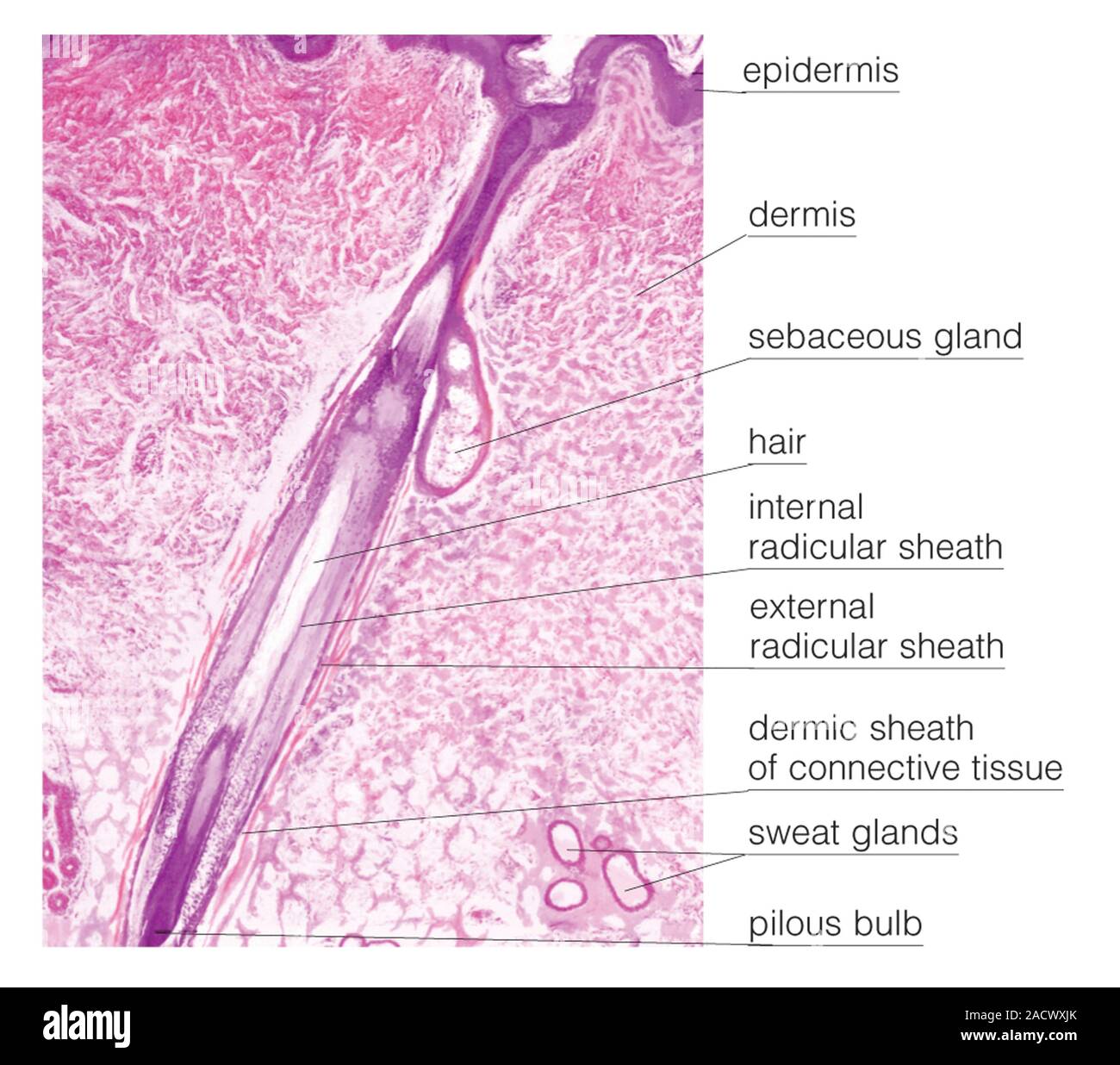 Illustration de l'image histologique de la follicule de cheveux cette ...