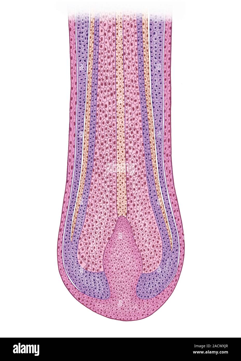 Illustration de la section longitudinale de la follicule de cheveux ...