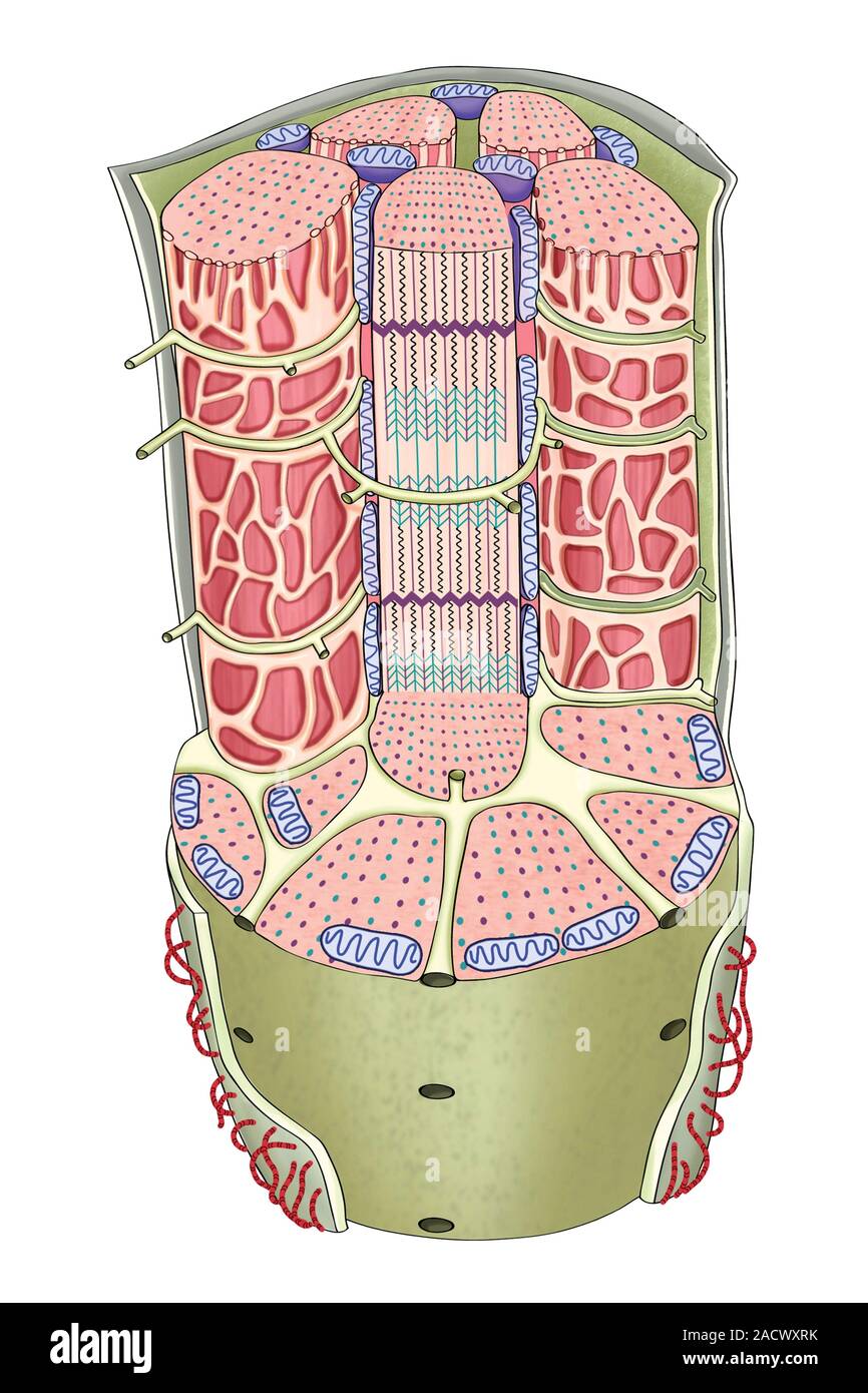 Illustration de la structure de la fibre dans le muscle squelettique ...