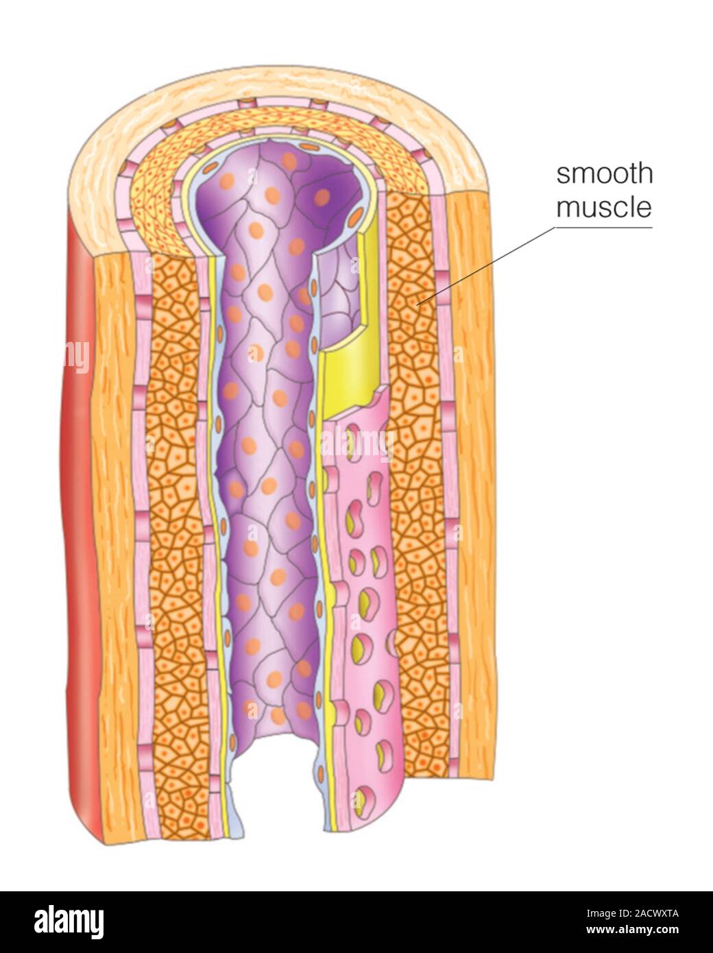 Illustration de la structure du muscle lisse dans une artère. Cette ...