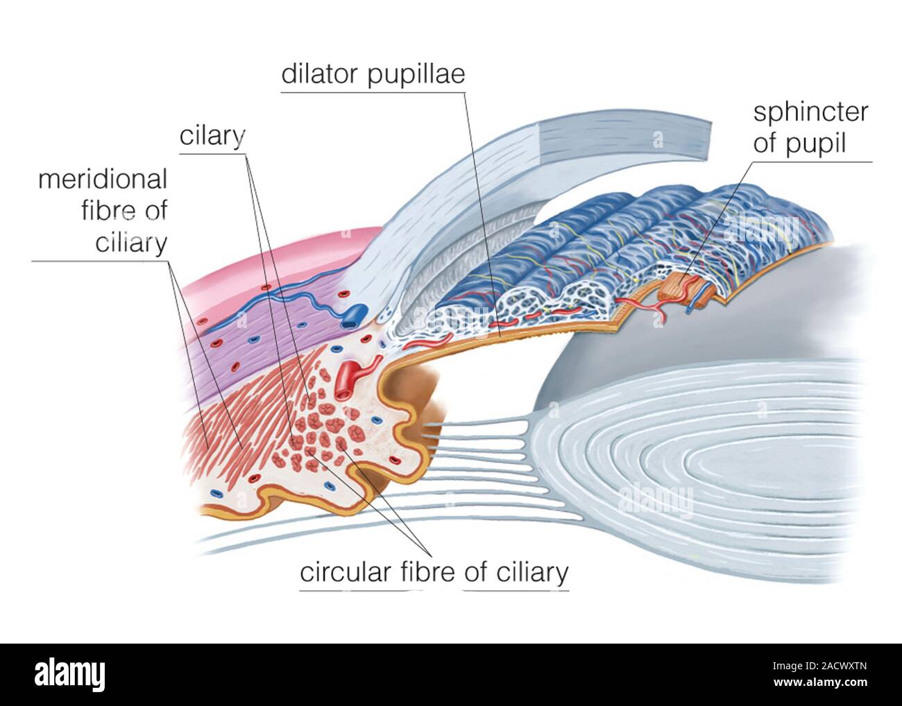 Illustration de la structure du muscle lisse dans la musculature ...