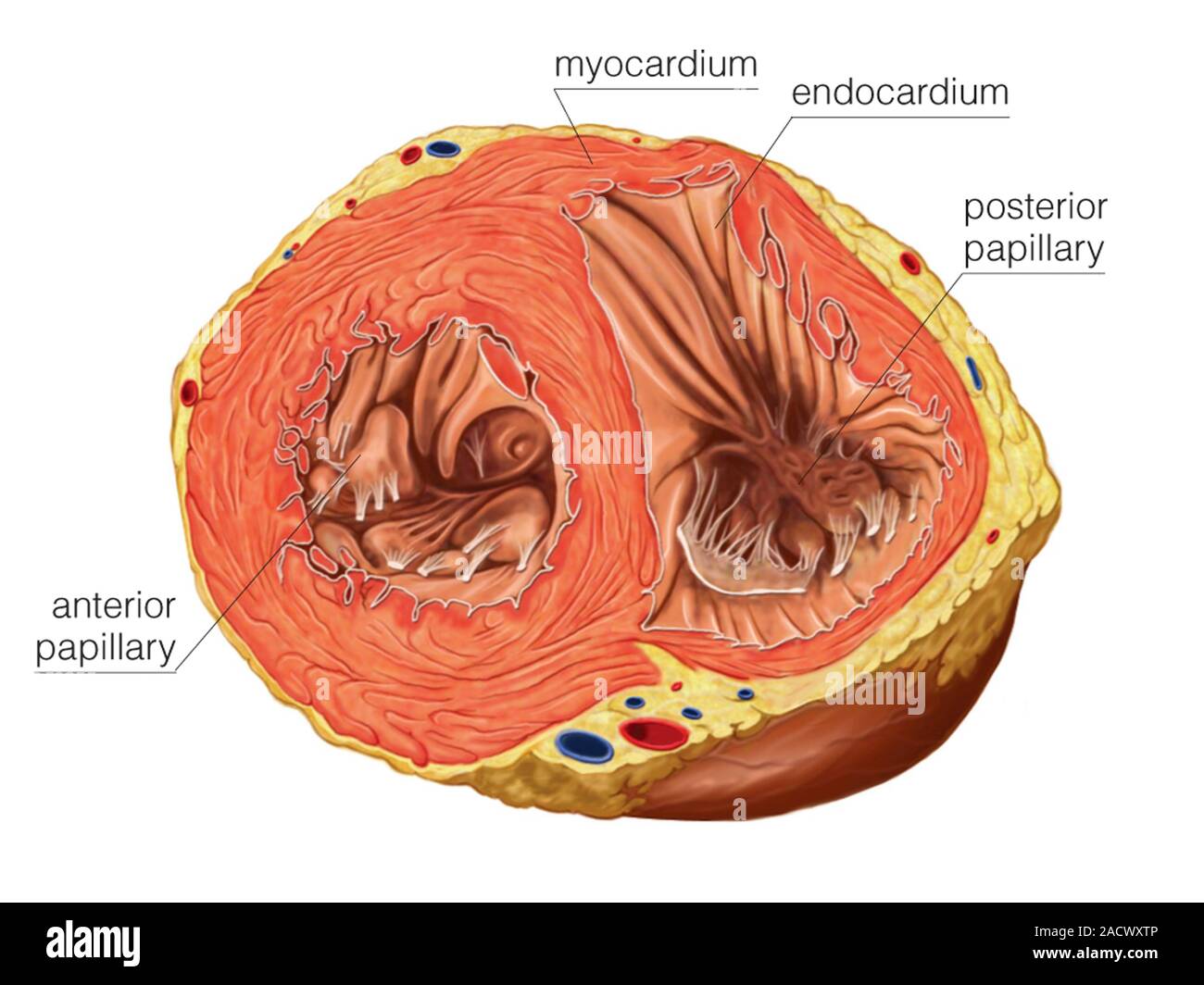 Illustration de la structure du muscle lisse dans le muscle cardiaque ...
