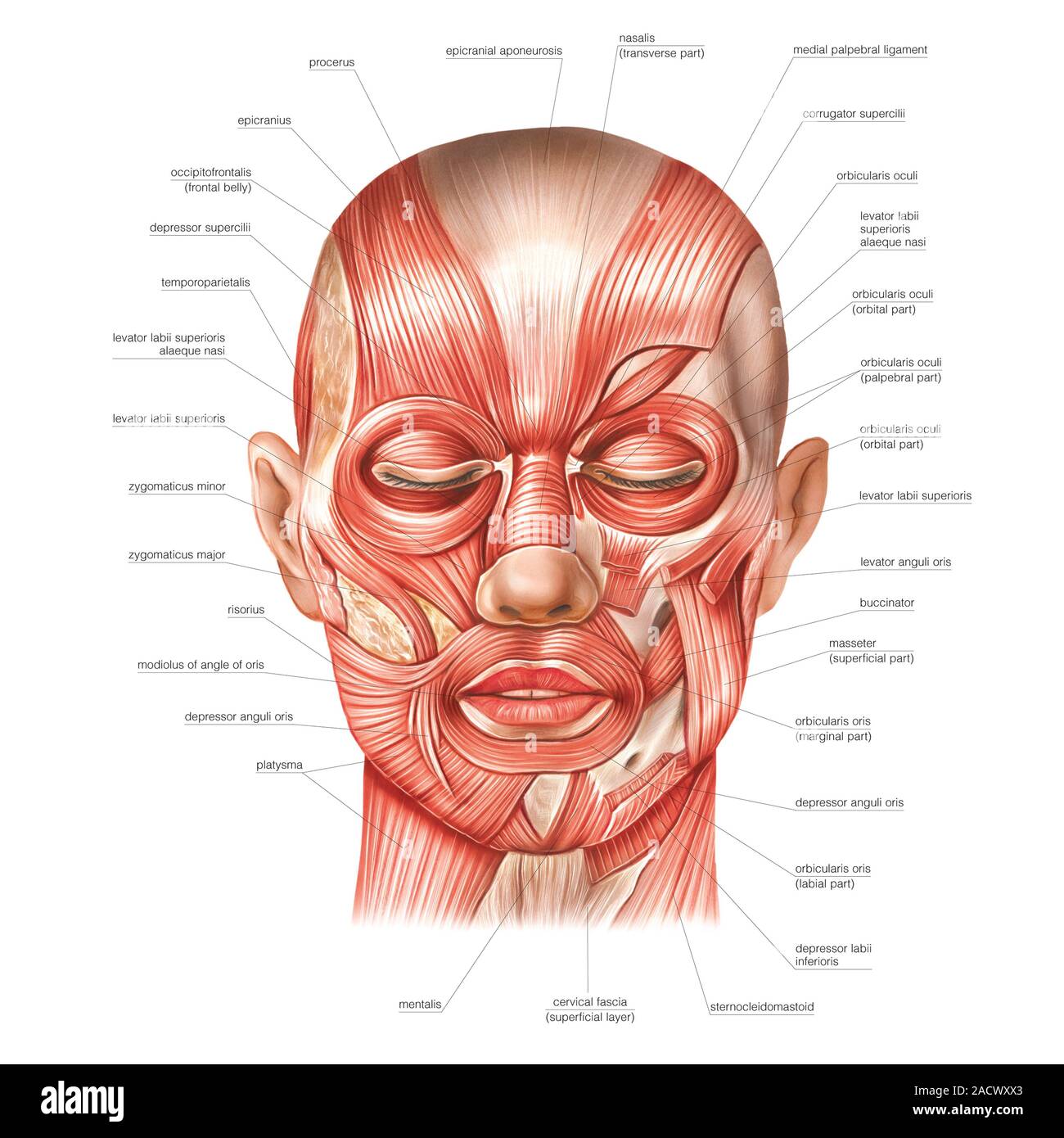 Illustration de la tête les muscles. Cette partie antérieure vue ...