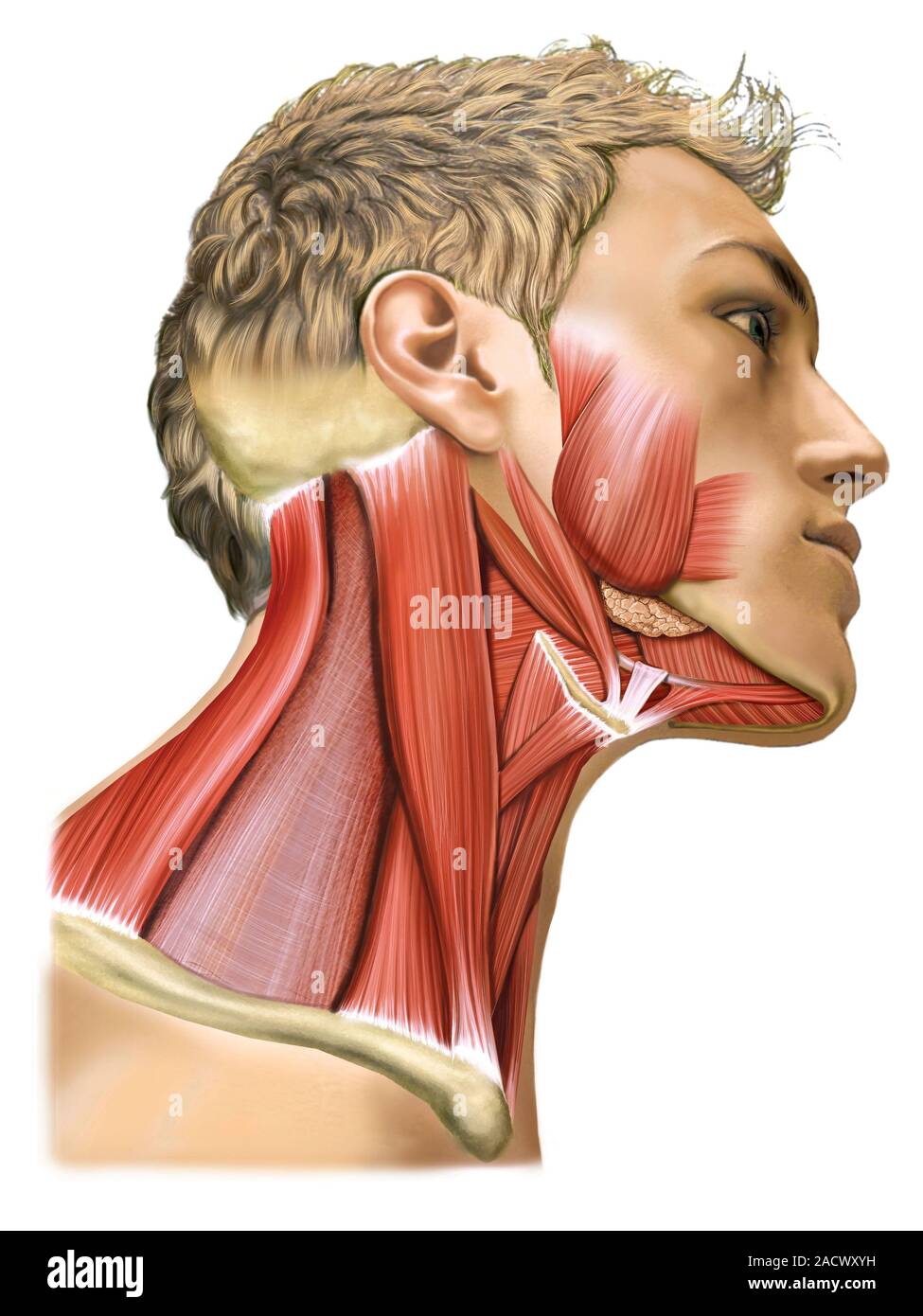Illustration des muscles du cou et les muscles masticateurs. Cette vue latérale droite est l ...