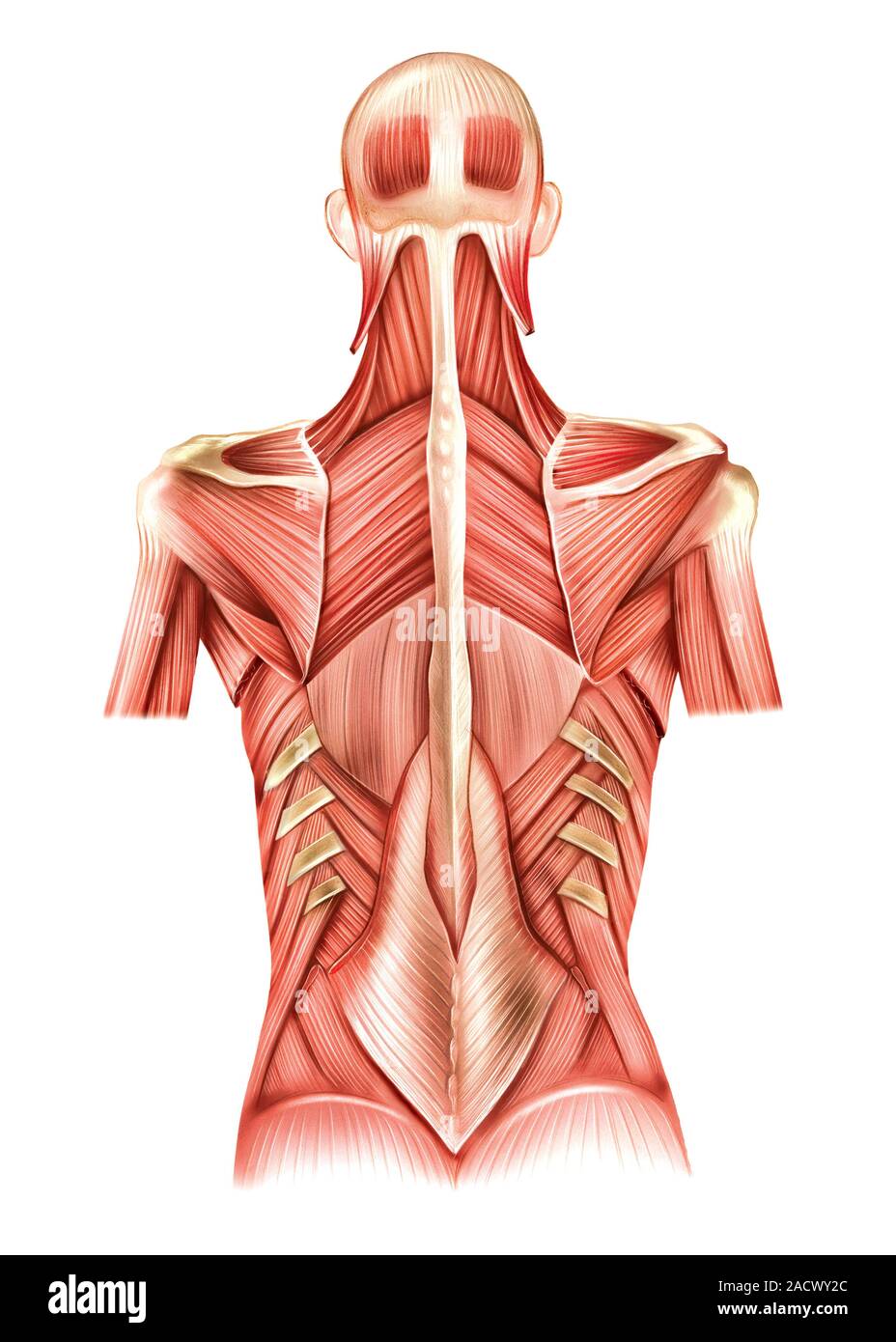 Illustration du tronc, les muscles du dos. Cette vue intermédiaire est ...