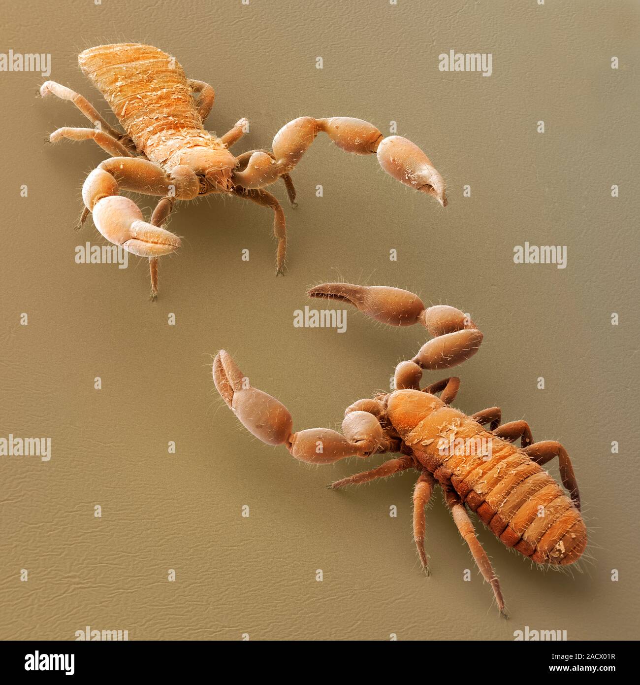 L'analyse des électrons Microphotographie (SEM) de Pseudoscorpions ...