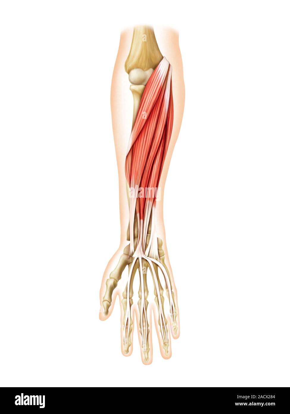 Illustration des muscles de l'avant-bras. C'est une vue superficielle ...