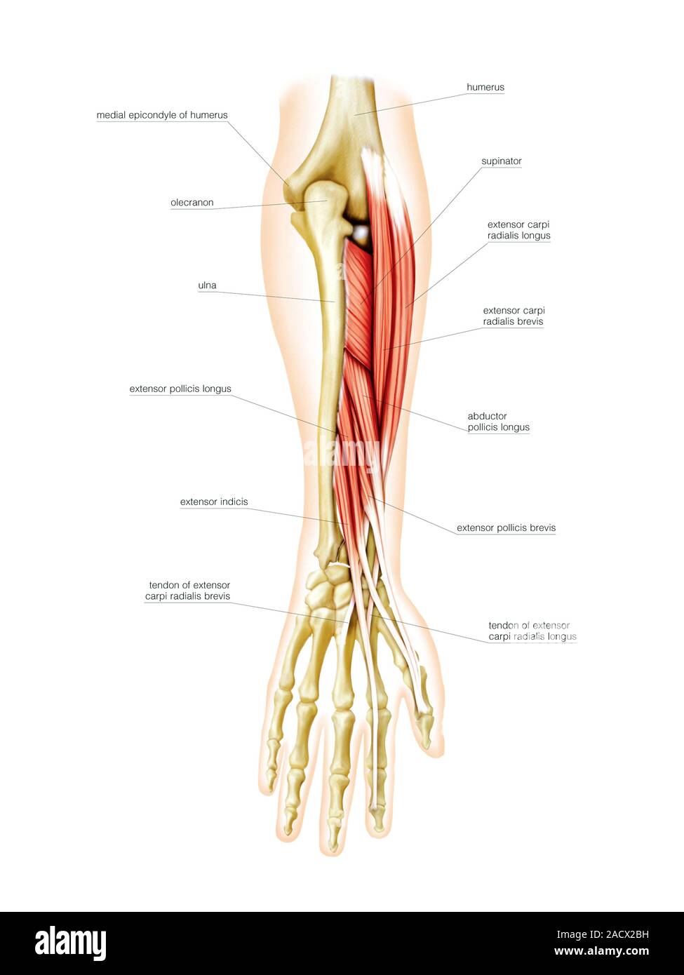 Illustration des muscles profonds de l'avant-bras. C'est une vue ...