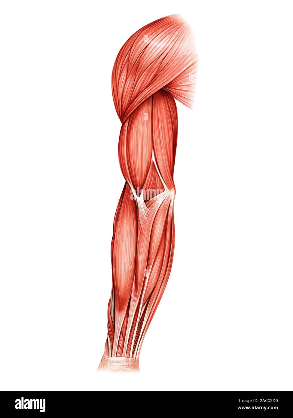 Illustration des muscles du bras supérieur droit. C'est un général ...