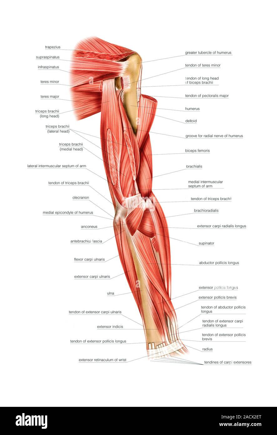 Illustration des muscles du bras supérieur droit. C'est une vue ...