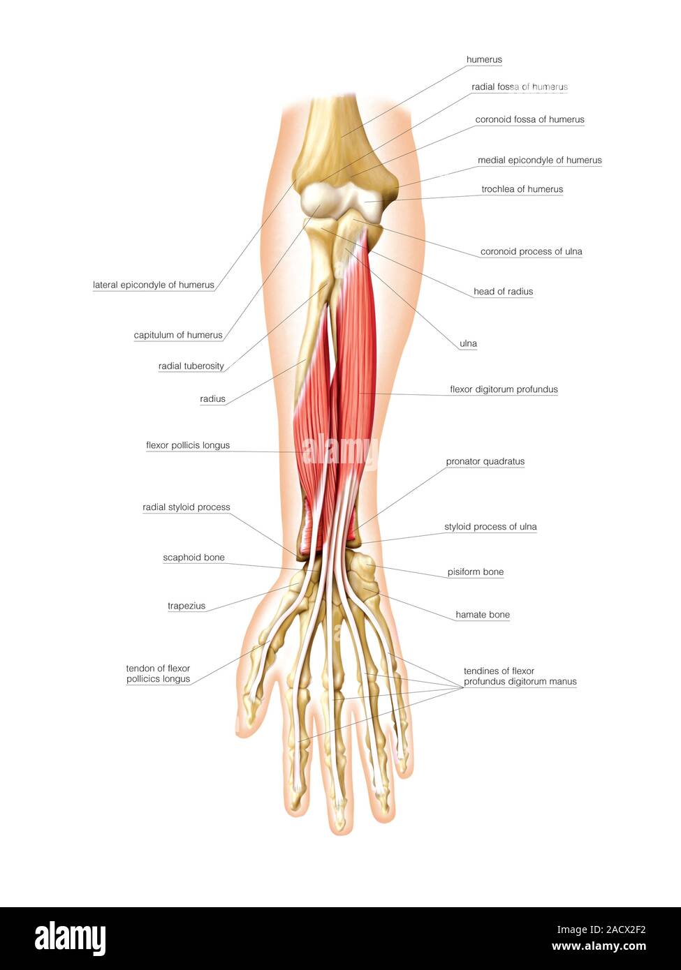 Illustration des muscles de l'avant-bras. Il s'agit d'une vue ...