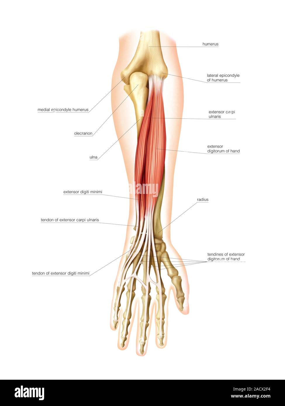 Illustration des muscles de l'avant-bras. C'est une vue postérieure des ...