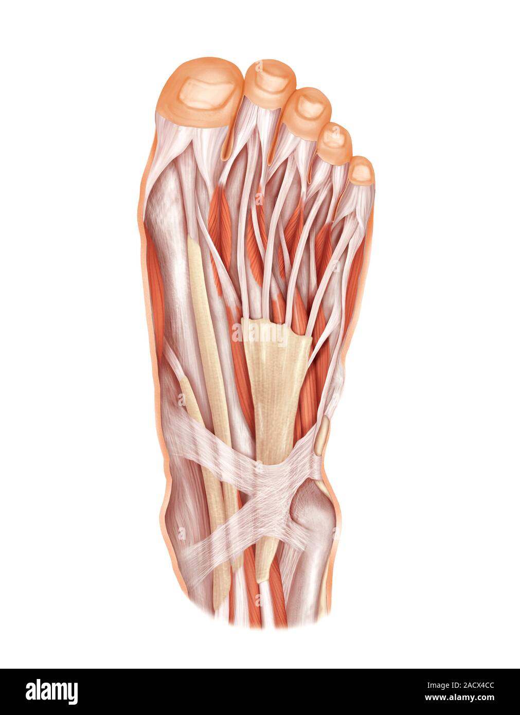 Illustration des muscles du pied. C'est une vue dorsale des gaines ...