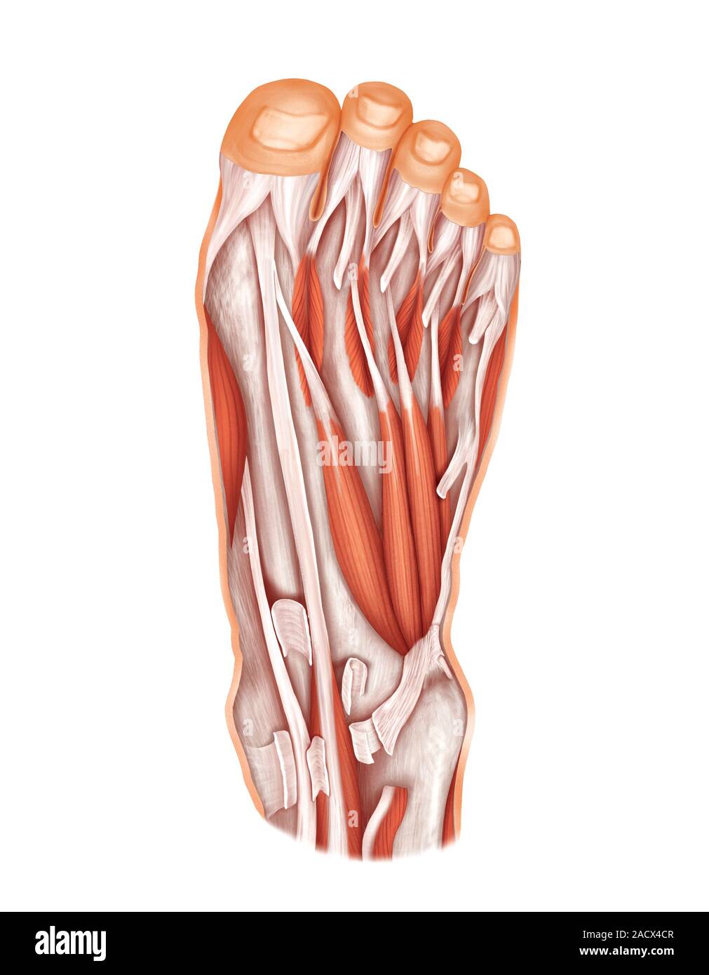 Illustration des muscles du pied. C'est une dorsale vue superficielle ...