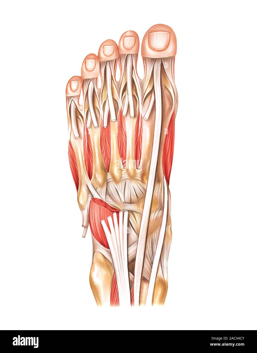 Illustration des muscles du pied. C'est une dorsale vue profonde des ...