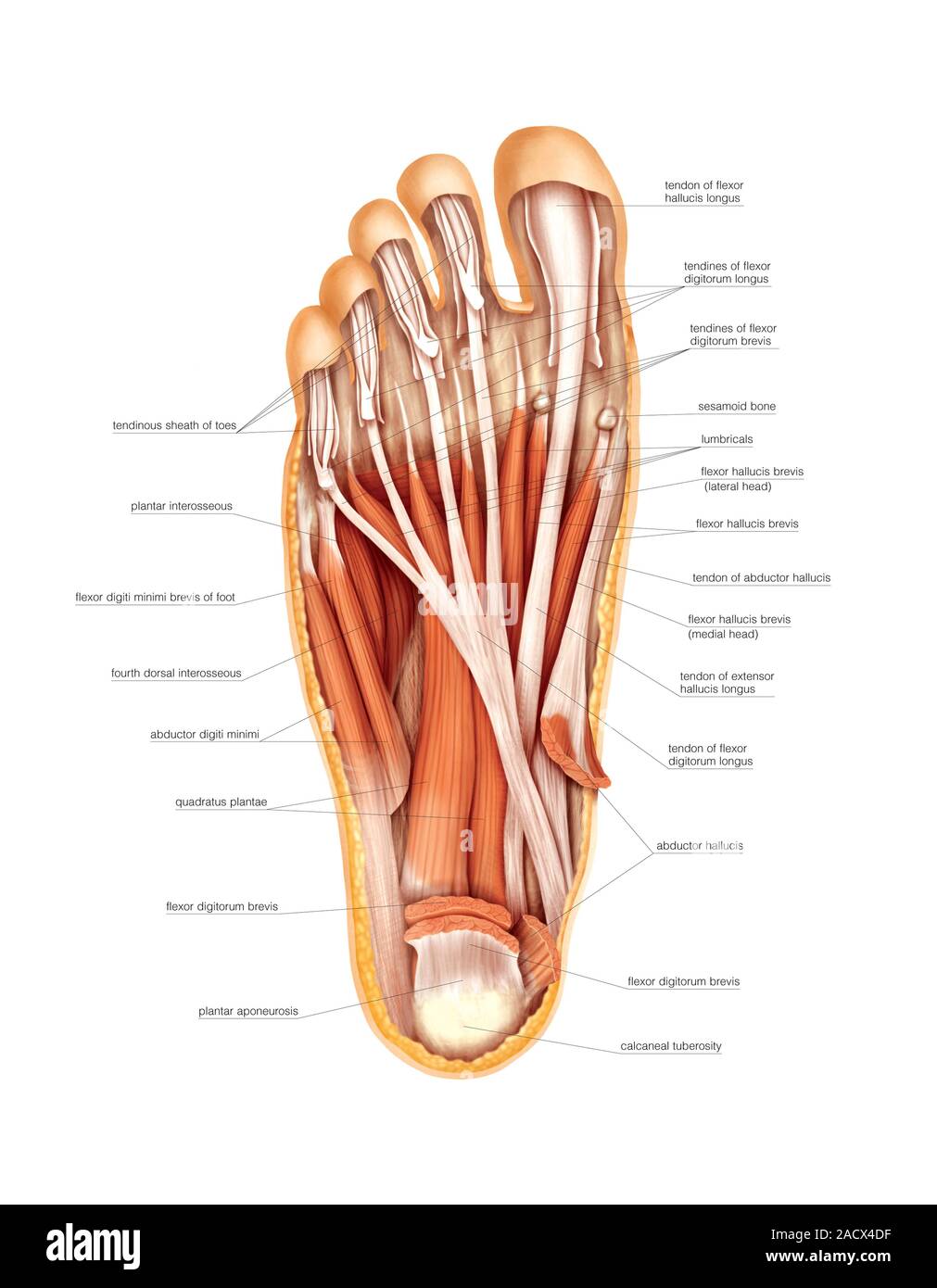 Illustration des muscles du pied. Cette une vue intermédiaire plantaire ...