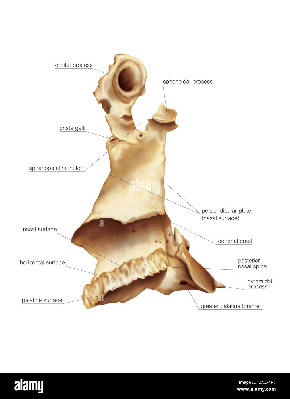 Illustration de l'os palatin du crâne. C'est un vue médiale (étiquetés ...