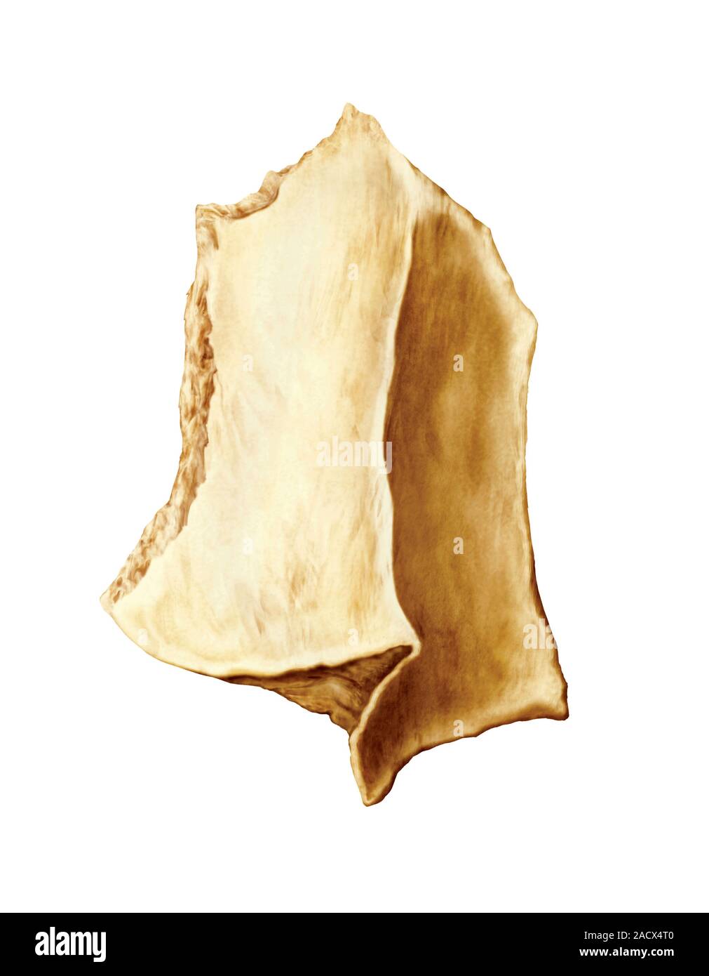 Illustration de l'os lacrymal. C'est une surface latérale vue ...