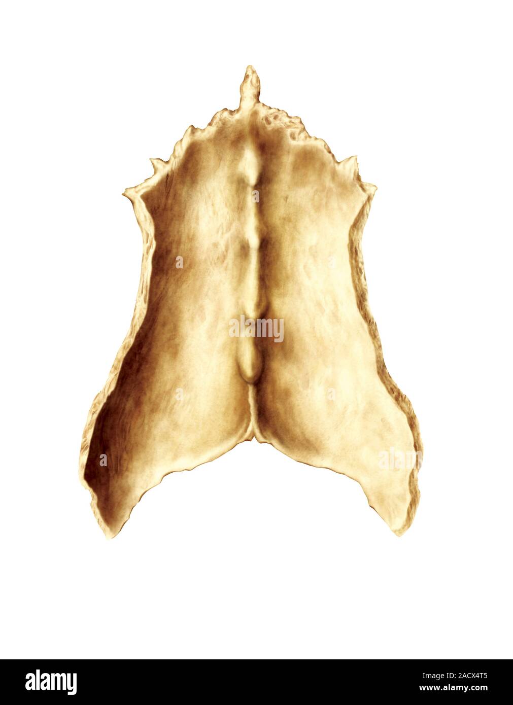 Illustration de l'os nasal. C'est une vue postérieure. Illustration de ...