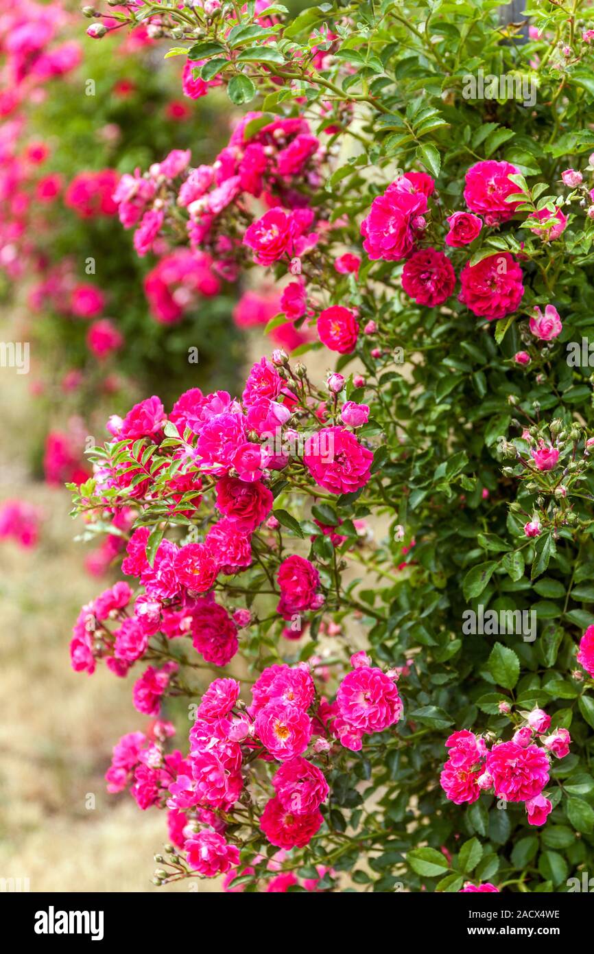 Climbing roses Banque de photographies et d’images à haute résolution ...