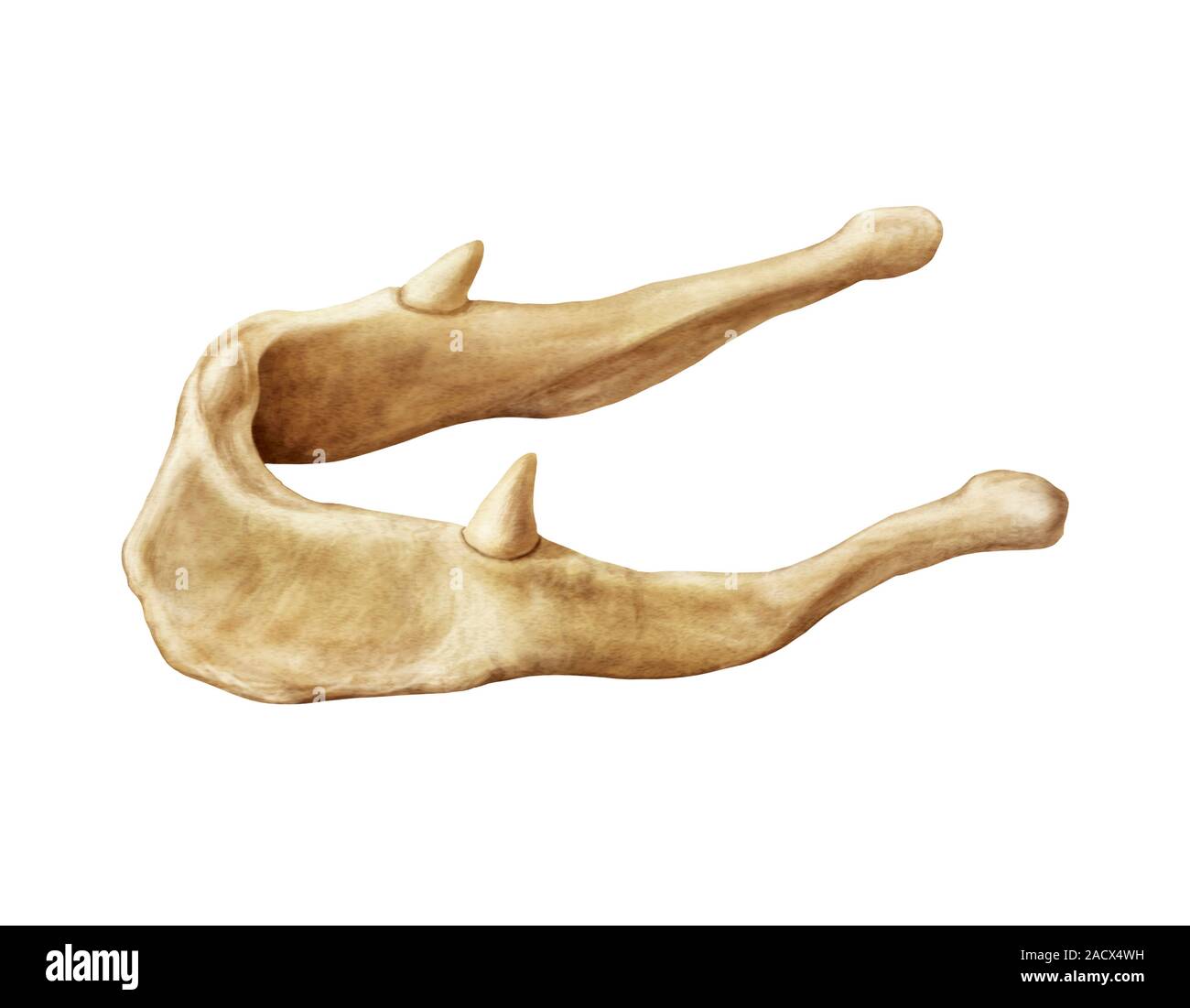 Illustration de la mandibule. C'est une vue latérale gauche ...