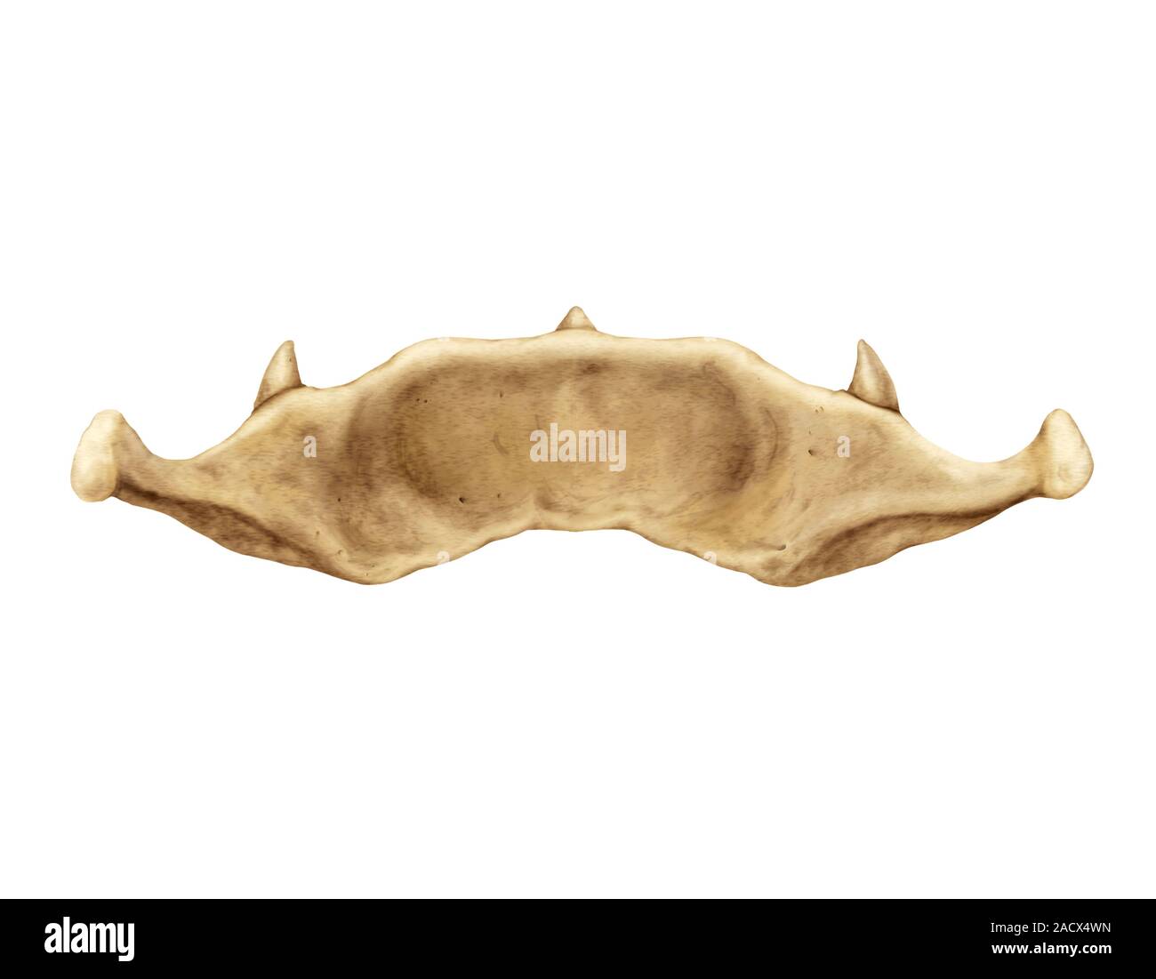 Illustration de l'os hyoïde c'est un vue postérieure. Illustration de ...