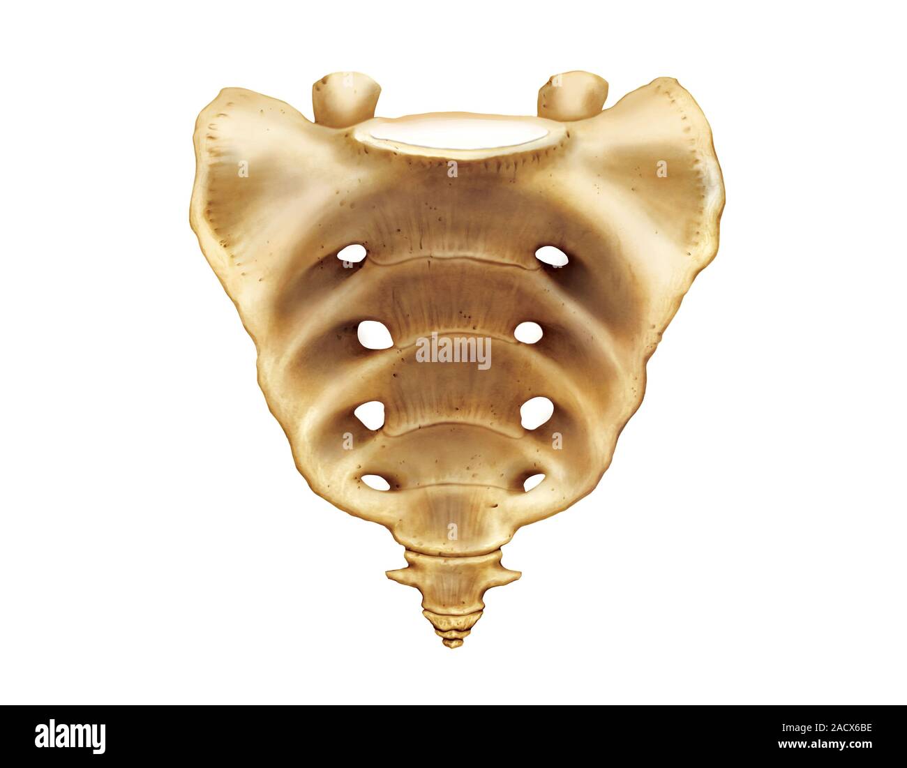 Illustration du sacrum de la colonne vertébrale. Cette illustration est ...