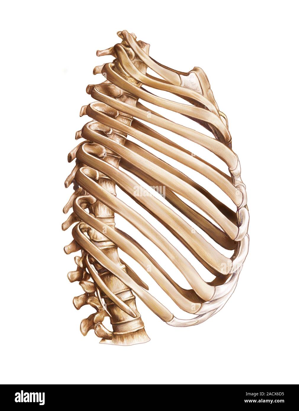 Illustration du tronc avec la cavité thoracique. Cette vue latérale est ...