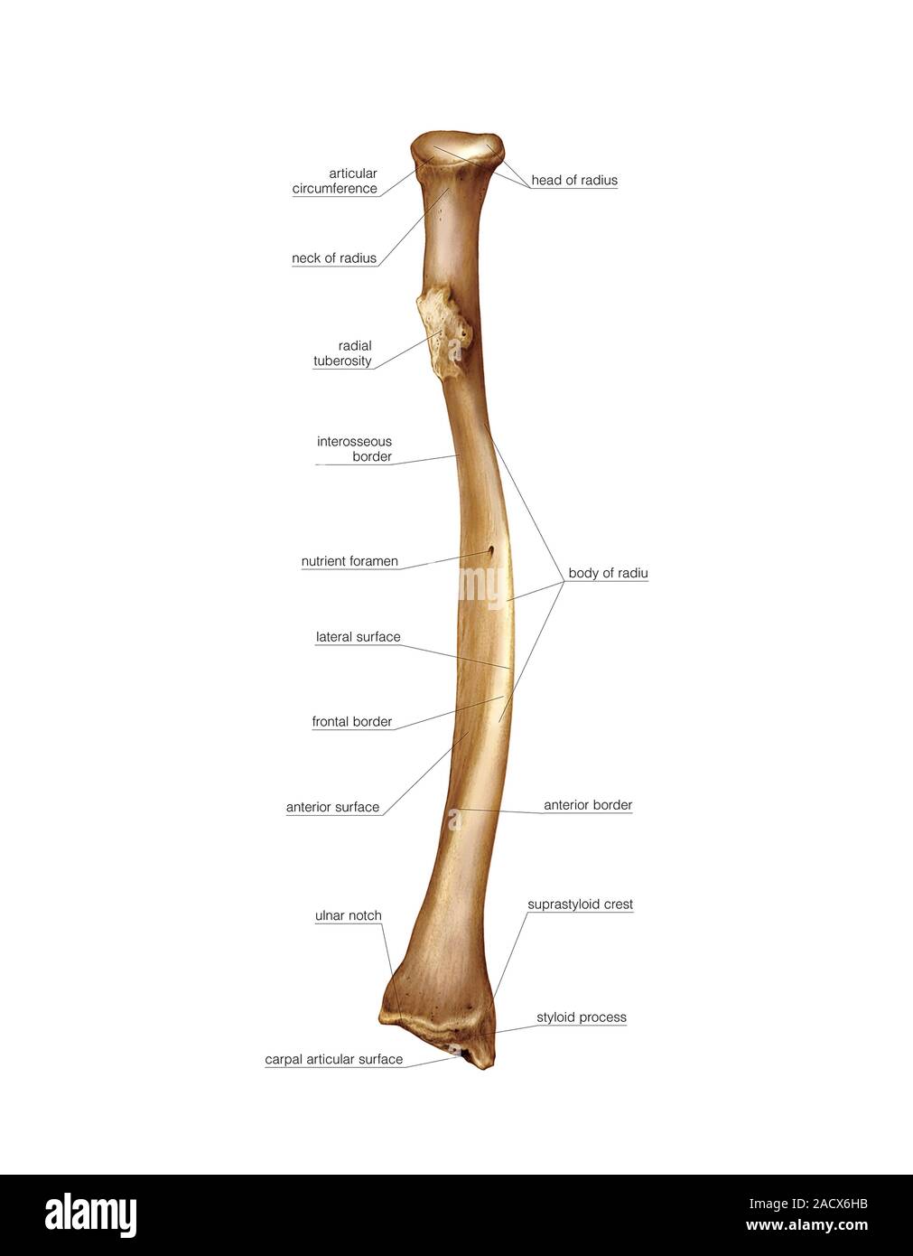 Illustration de l'os radius. Cette vue antérieure appelée illustration ...