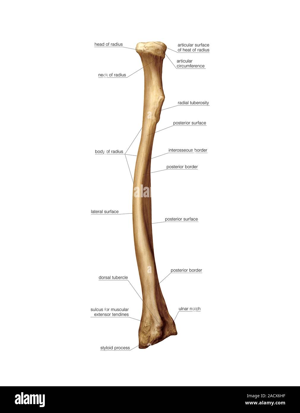 Illustration de l'os radius. Cette vue postérieure étiqueté ...