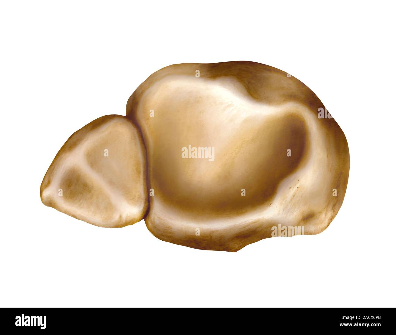 Illustration de l'extrémité distale du tibia et sur le péroné. Cette ...