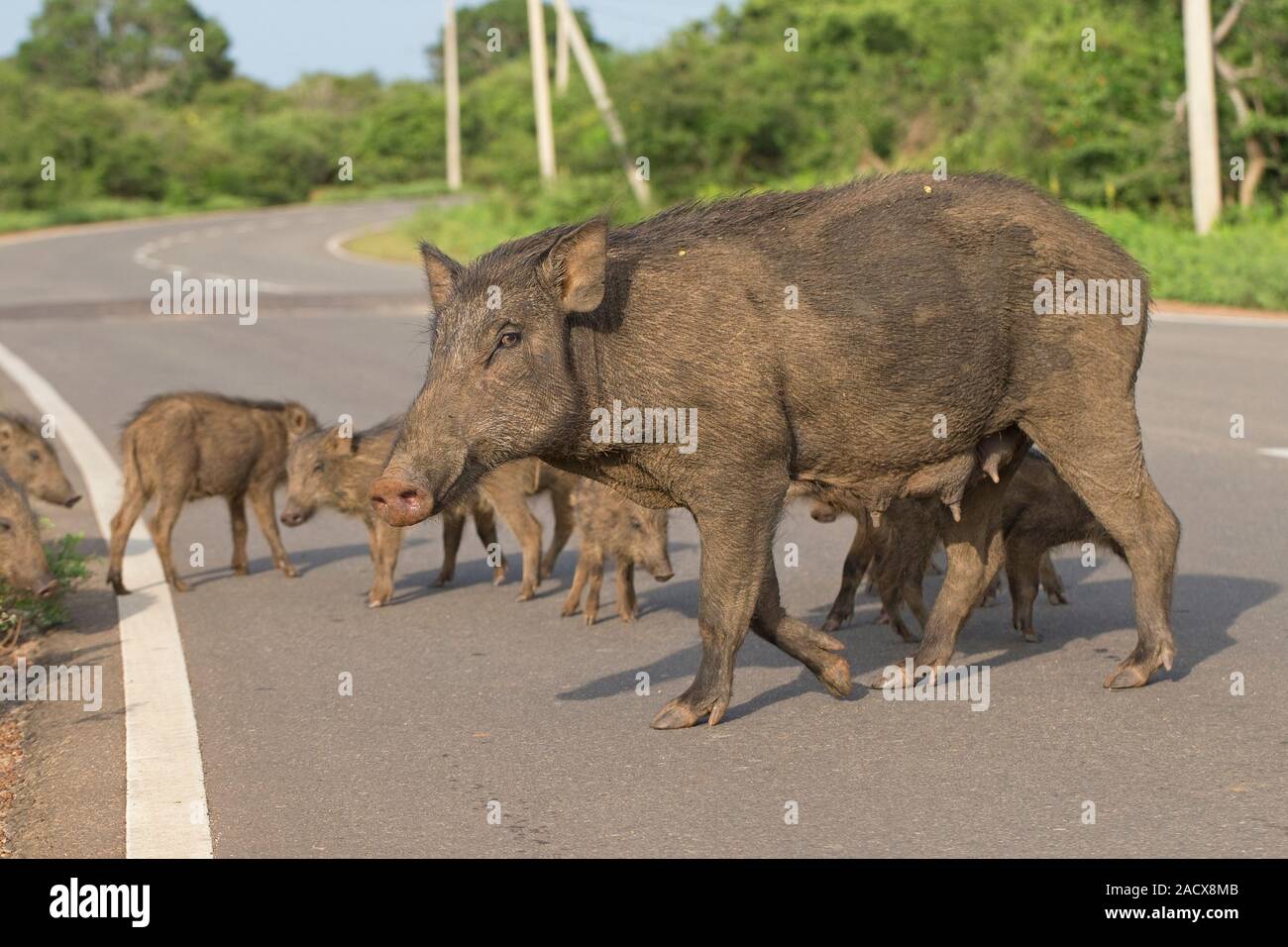 Sus scrofa cristatus Banque de photographies et d’images à haute ...