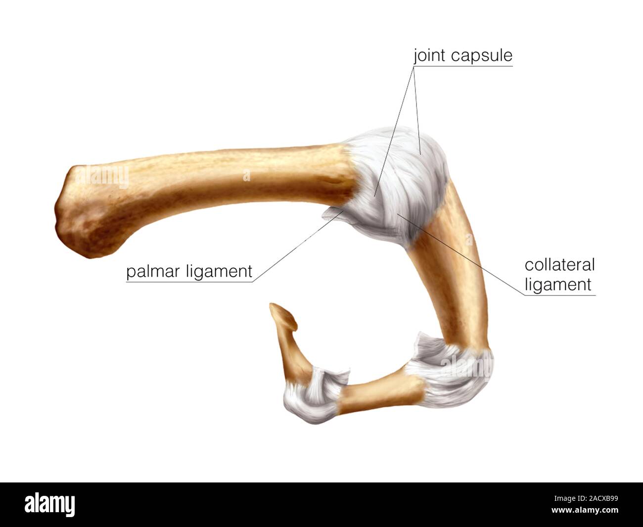 Illustration de la flexion médiale du doigt. Cette vue dorsale étiqueté ...