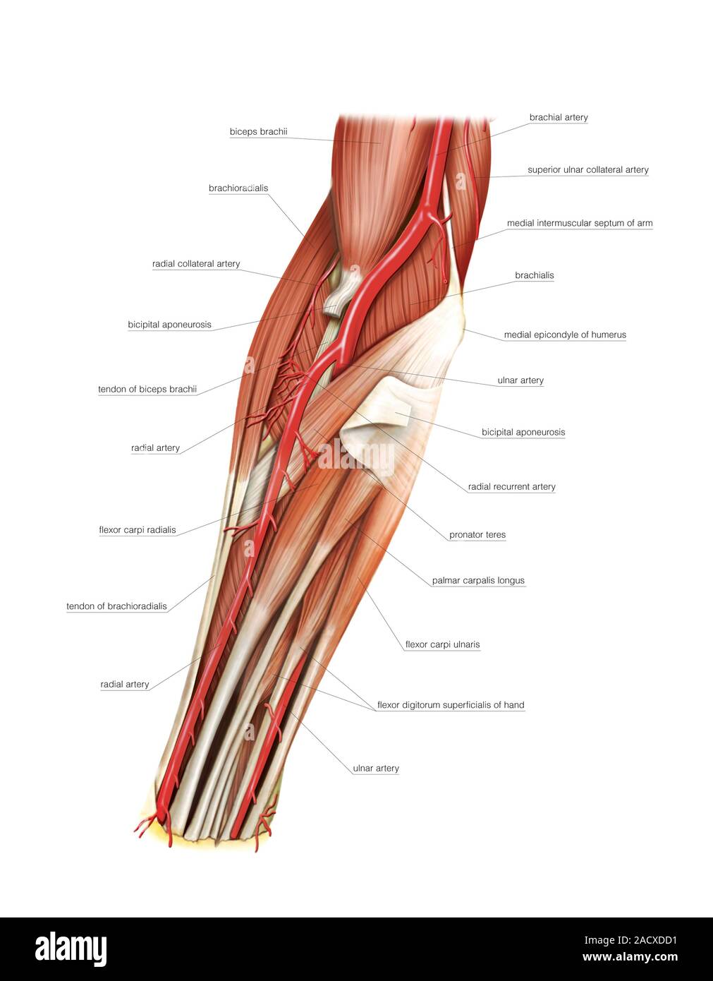 Illustration du système artériel du membre supérieur, l'avant-bras ...