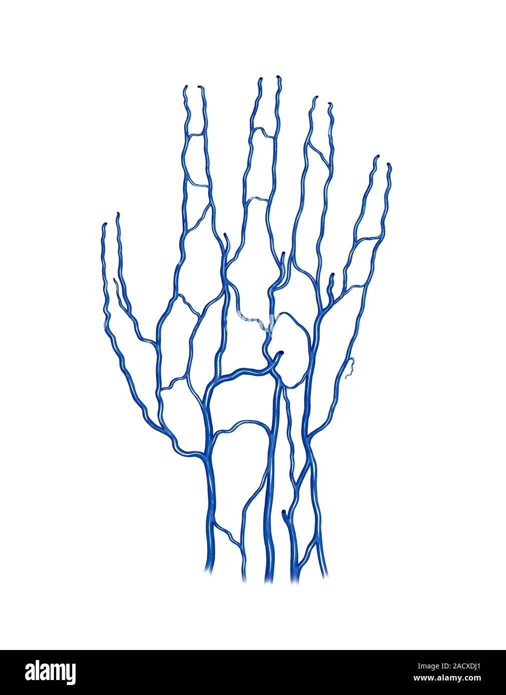 Illustration du système veineux de la main. Cette vue dorsale ...