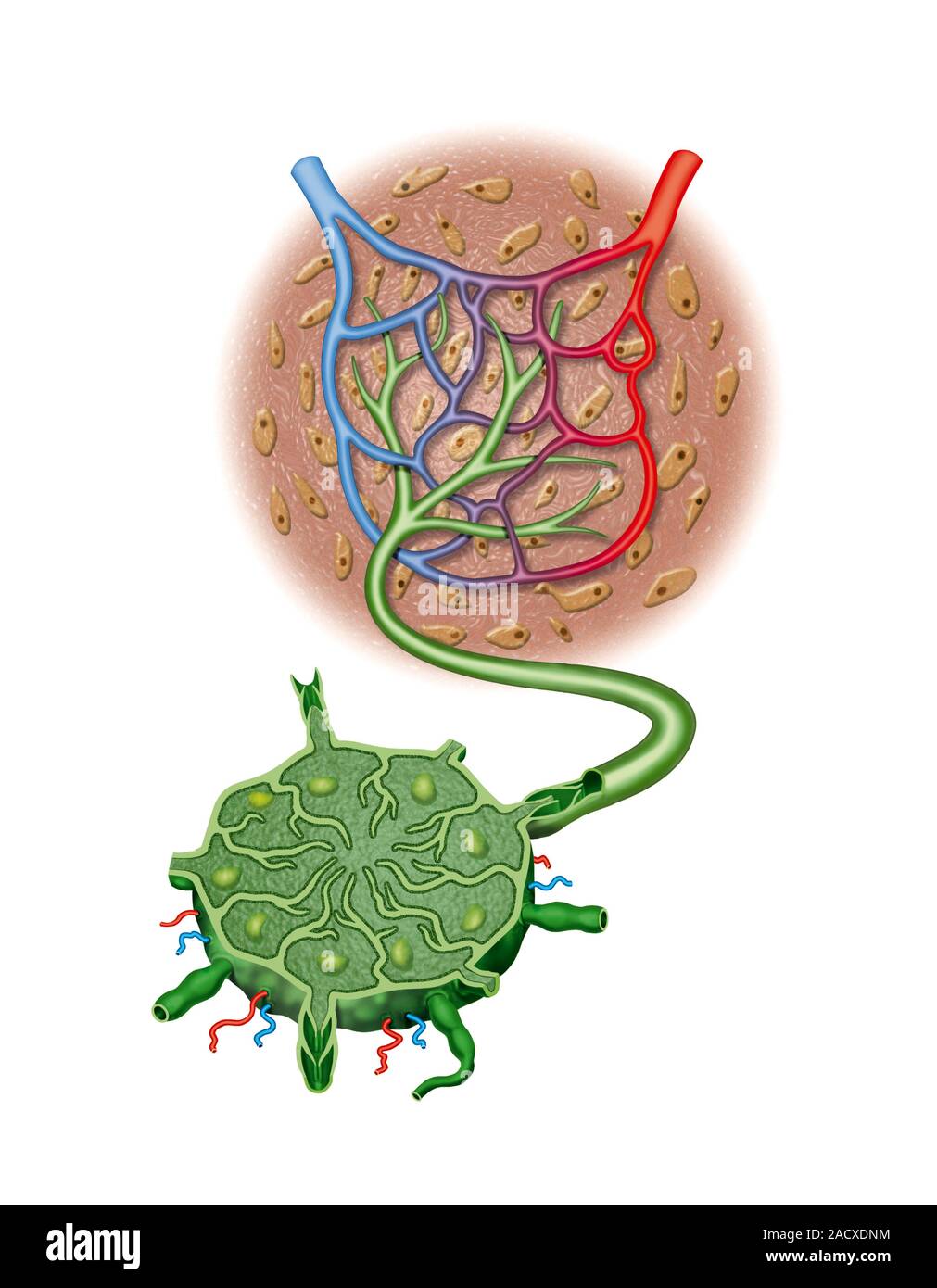 Illustration du système lymphoïde et la circulation lymphatique. Cette ...