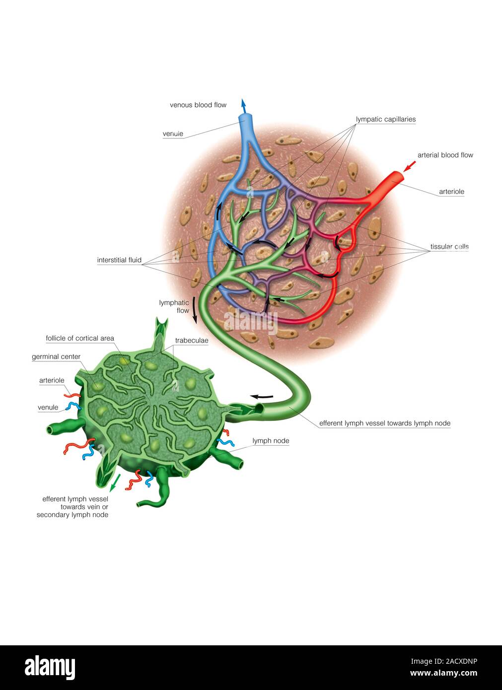 Illustration du système lymphoïde et la circulation lymphatique. Cette ...