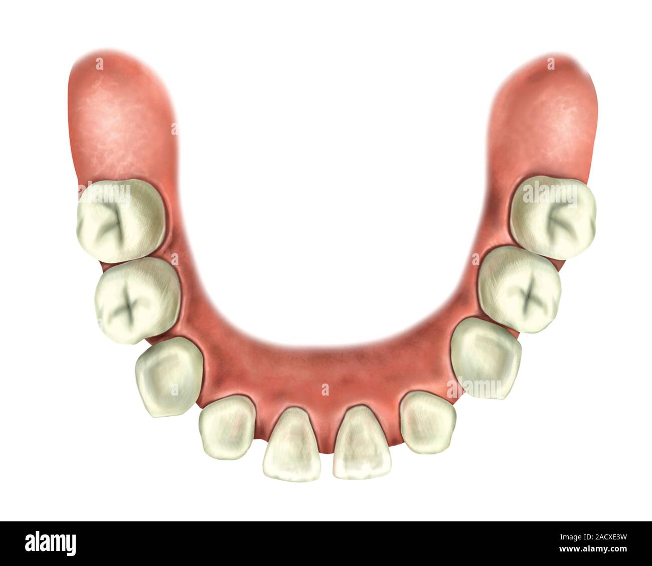 Illustration de la formule dentaire de la FDI, Arcade dentaire ...