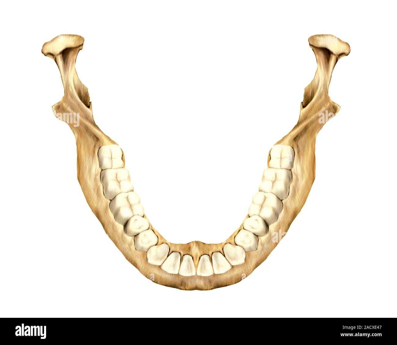Illustration de la formule dentaire, soins dentaires moins arcade ...