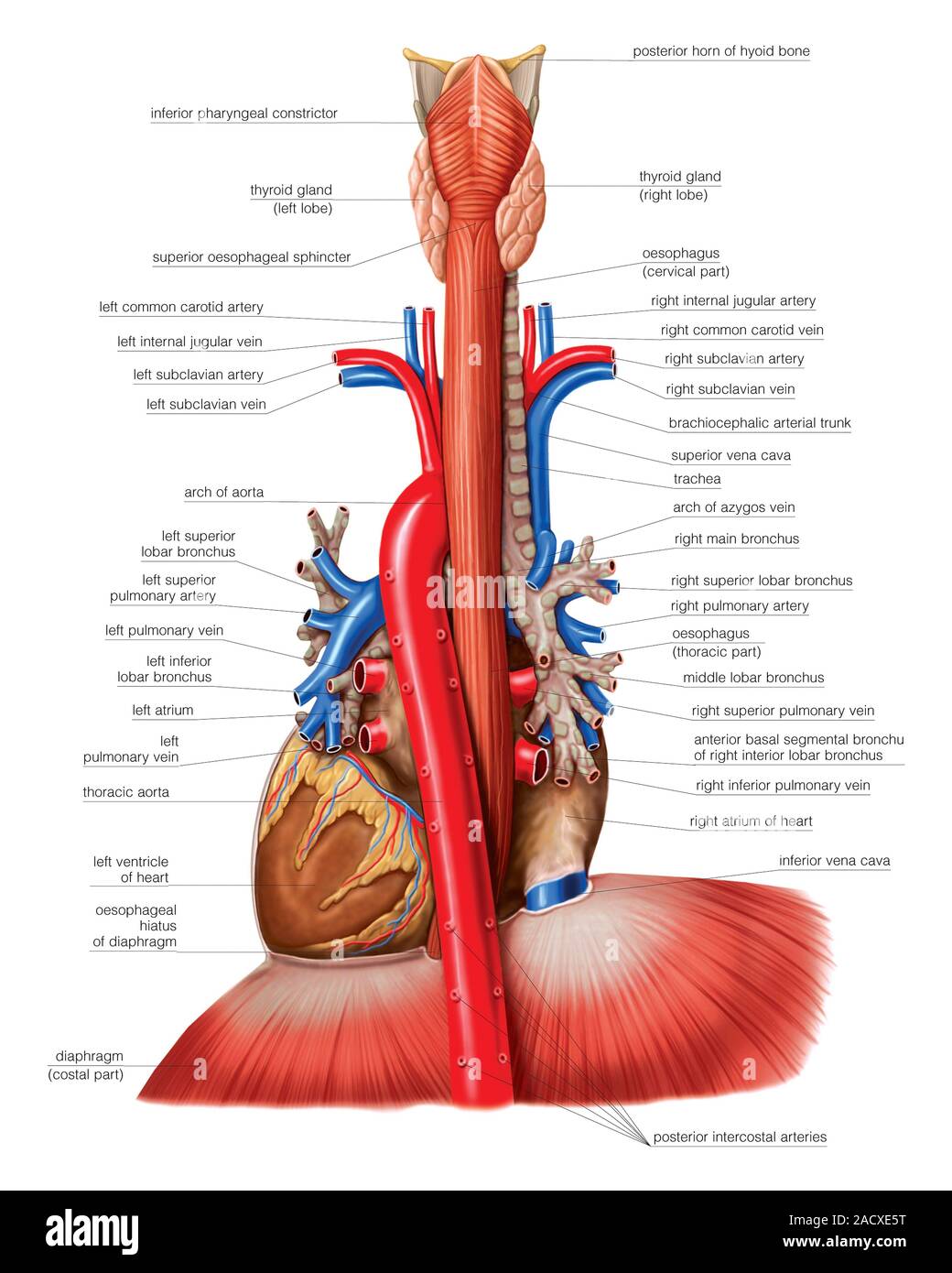 Illustration de l'oesophage et médiastinales digestif. Cette vue postérieure étiqueté ...