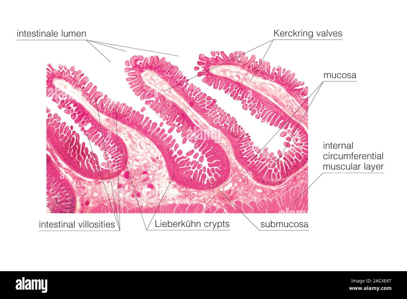 Illustration de la structure de l'intestinal, jéjunum, Kerckring Vannes ...