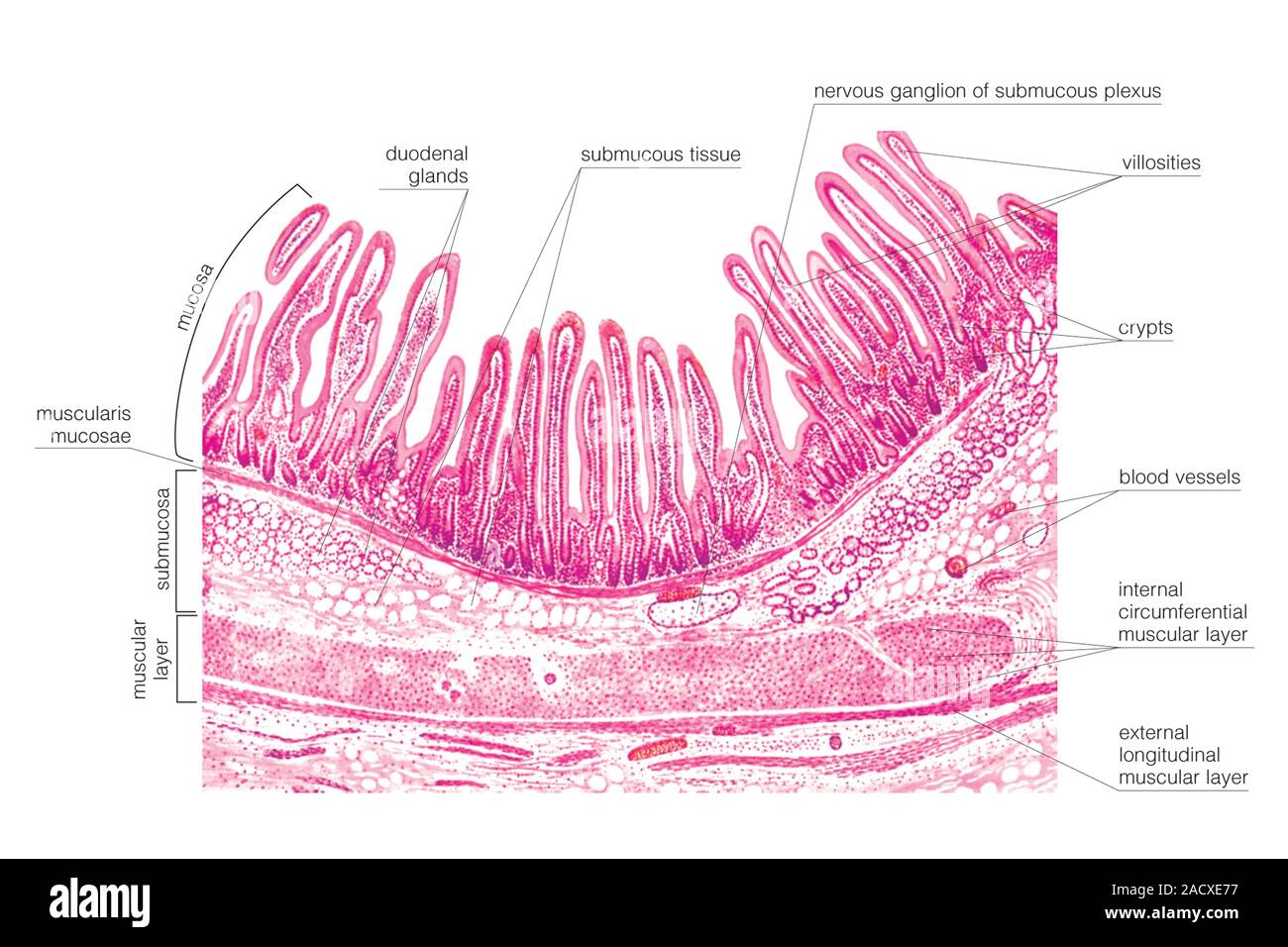 Illustration de la structure histologique de la paroi du duodénum ...