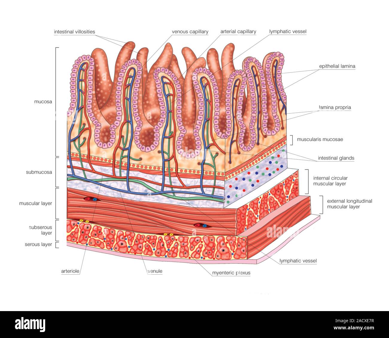 Illustration de la Coupe histologique de l'intestin grêle, le jéjunum ...
