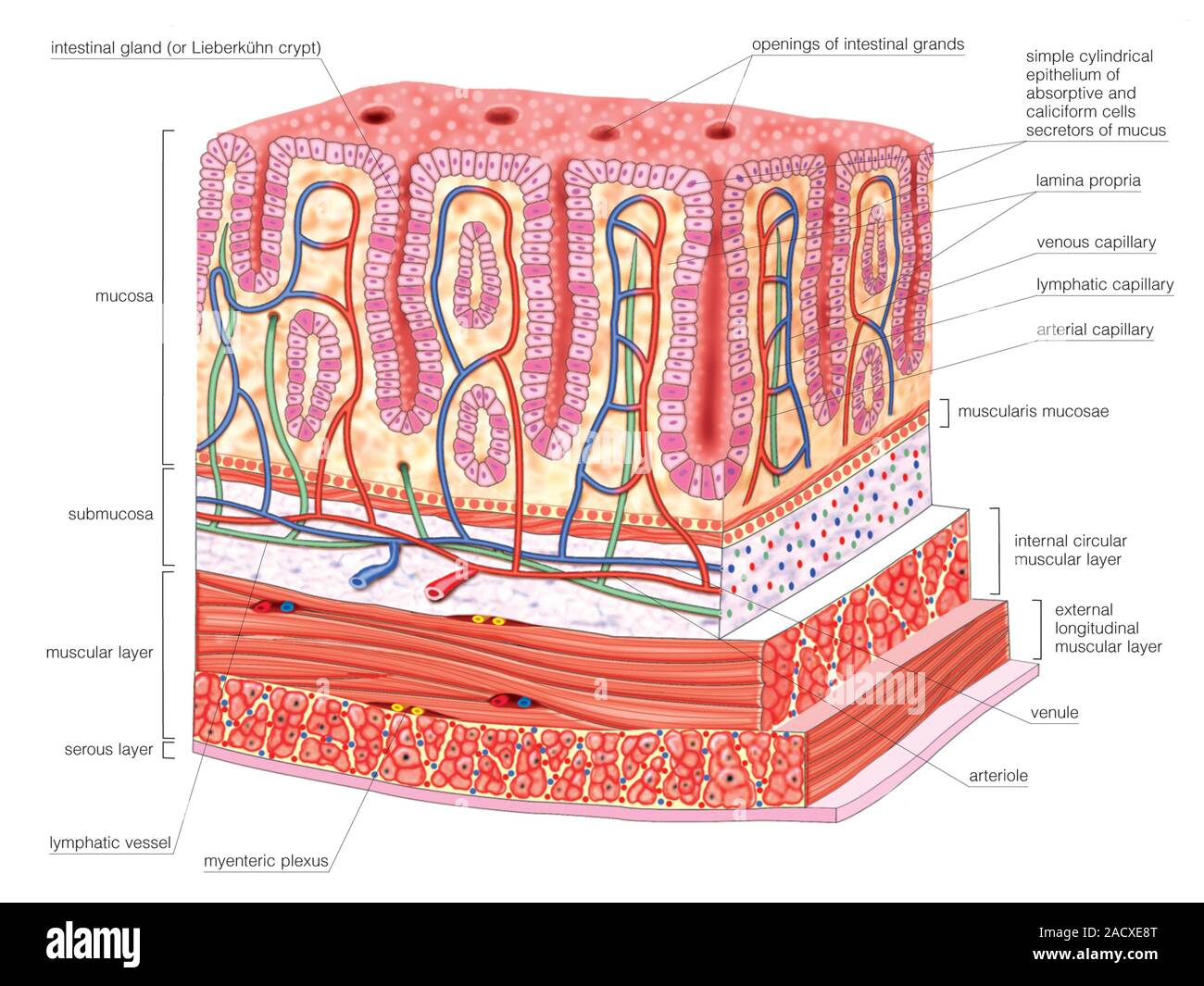 Illustration de la grande paroi de l'intestin. Cette coupe histologique ...