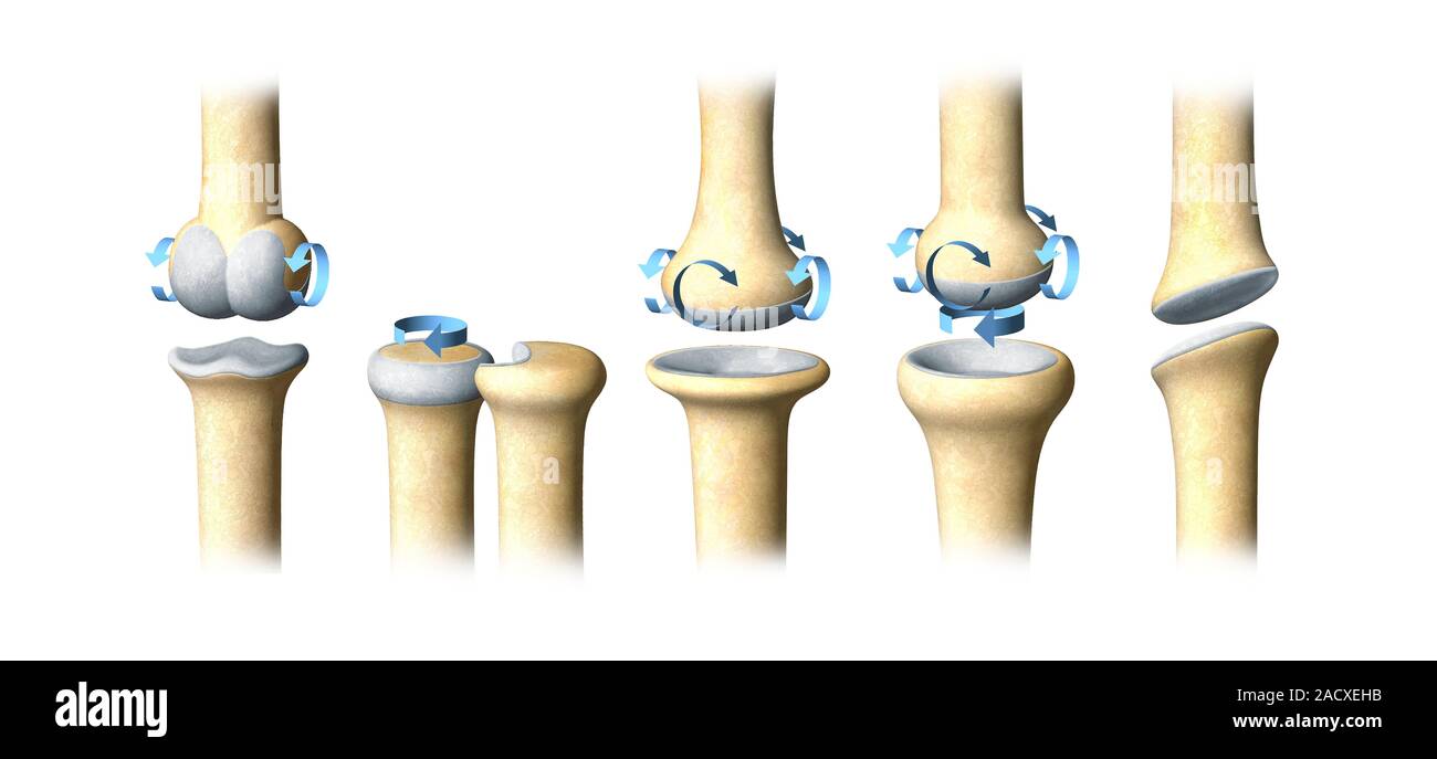 Les articulations du squelette. Illustrations des différents types de ...