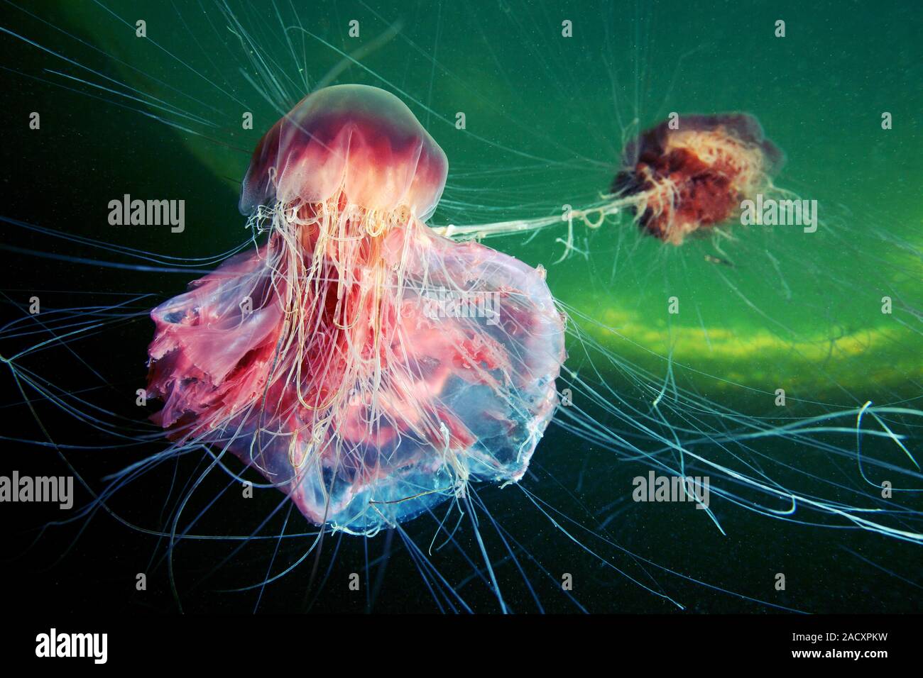 Les méduses se nourrir. Deux méduses crinière de lion (Cyanea capillata ...
