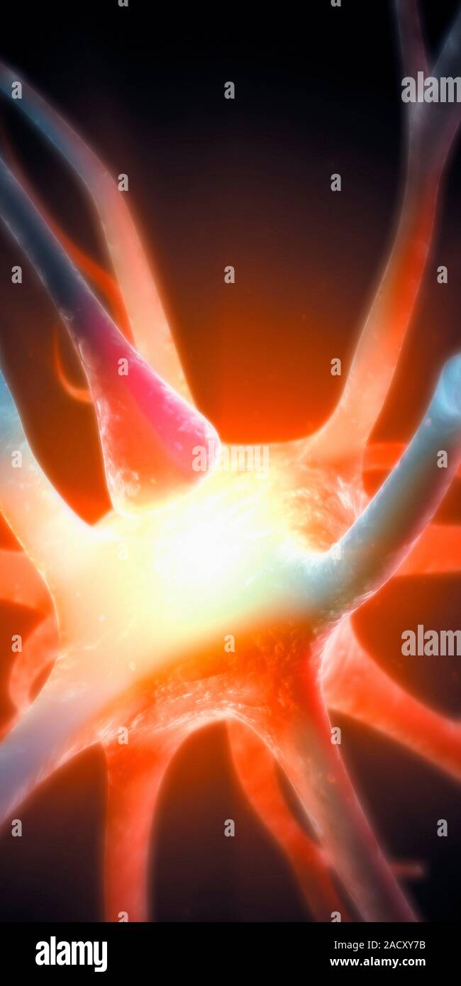 Cellule nerveuse, artwork. Les cellules nerveuses, ou neurones, sont ...